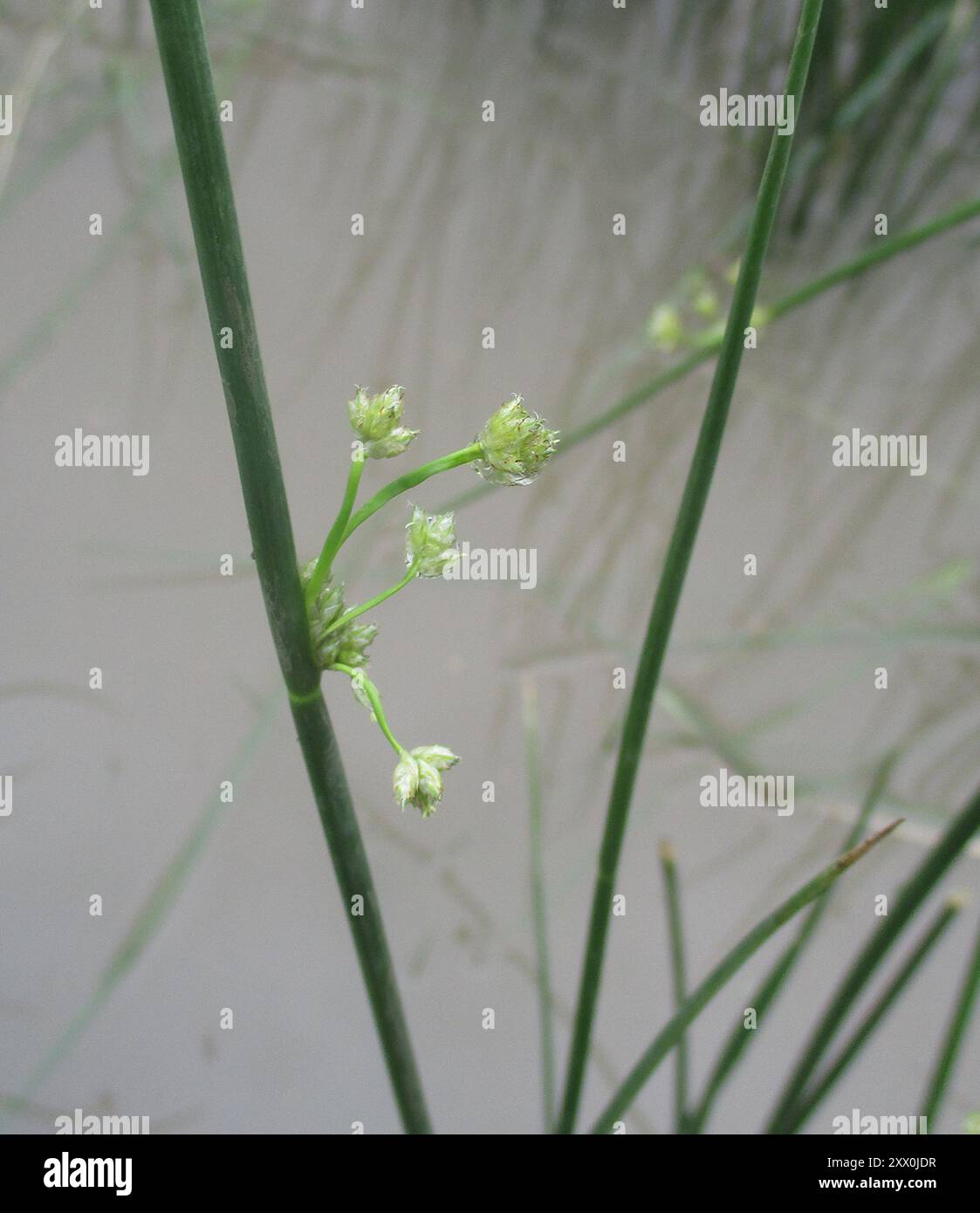 sedges (Cyperaceae) Plantae Stock Photo - Alamy