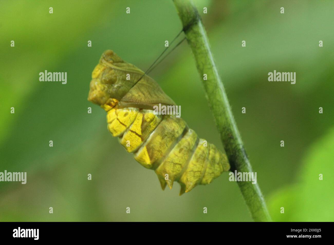 Southern Birdwing (Troides minos) Insecta Stock Photo - Alamy