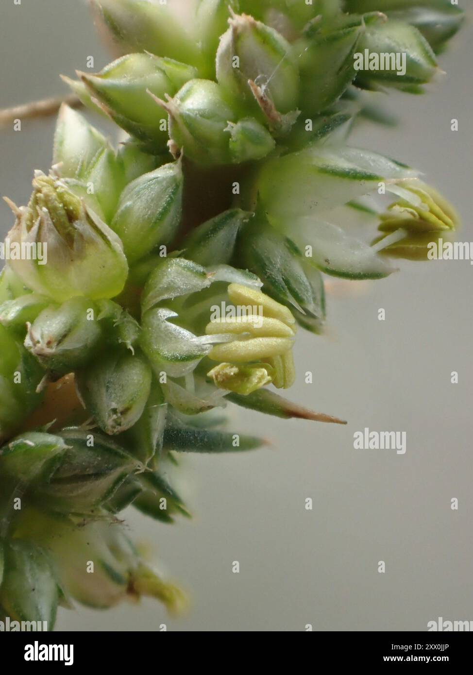 spiny amaranth (Amaranthus spinosus) Plantae Stock Photo - Alamy