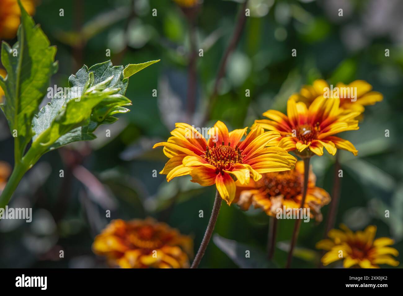 Orange and Yellow and Red flower of heliopsis in garden Stock Photo - Alamy