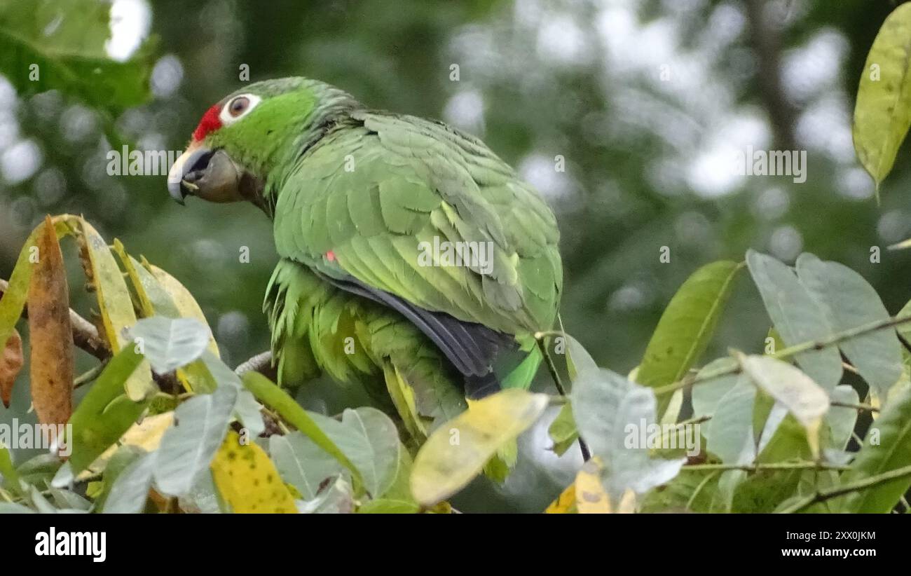 Red-lored Parrot (Amazona autumnalis) Aves Stock Photo - Alamy