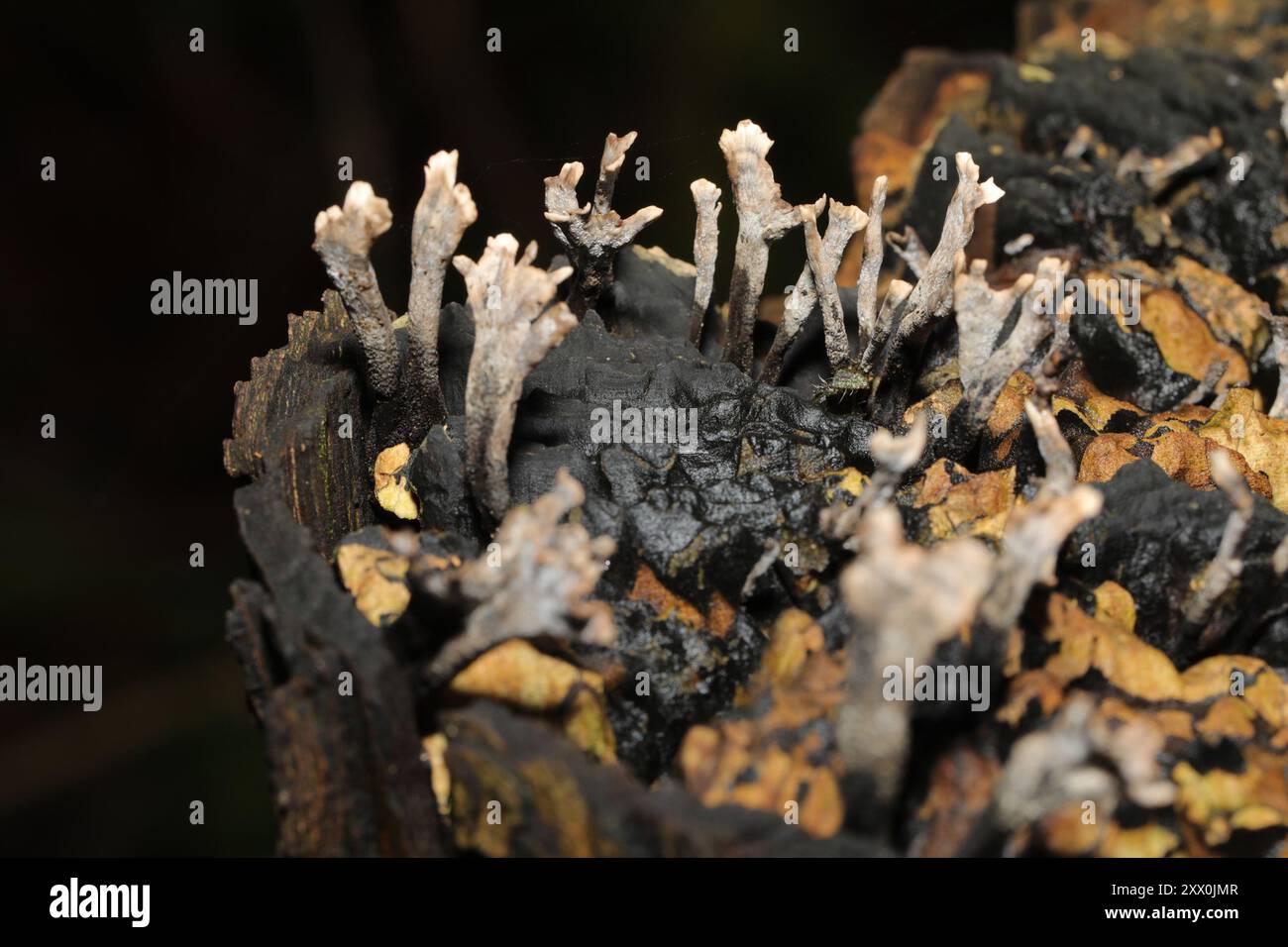 Candlesnuff Fungus (Xylaria hypoxylon) Fungi Stock Photo - Alamy