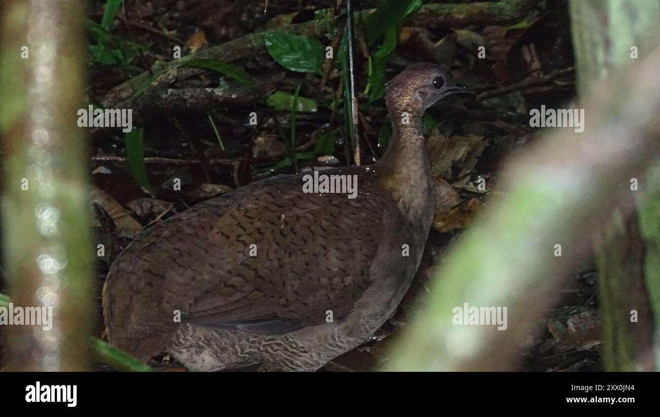Great Tinamou (Tinamus major) Aves Stock Photo - Alamy