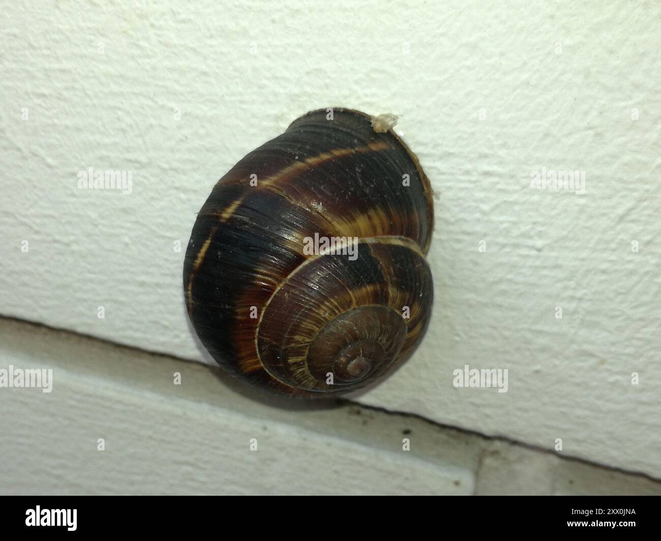 Turkish Snail (Helix lucorum) Mollusca Stock Photo - Alamy