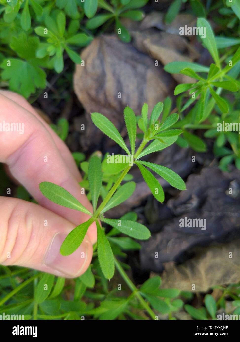 catchweed bedstraw (Galium aparine) Plantae Stock Photo - Alamy