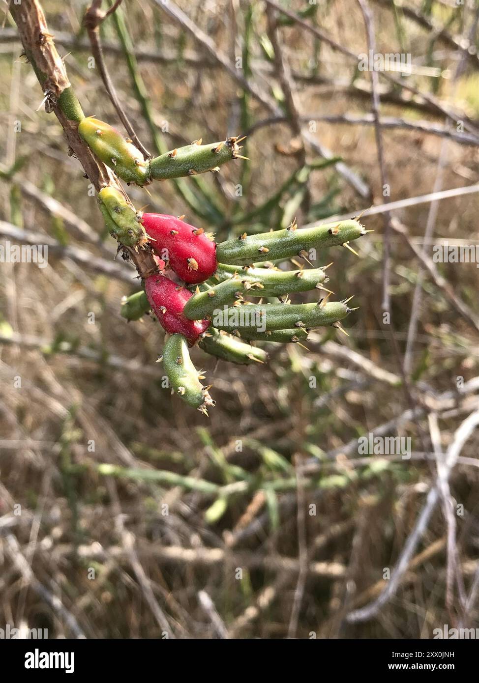 Christmas cholla (Cylindropuntia leptocaulis) Plantae Stock Photo - Alamy
