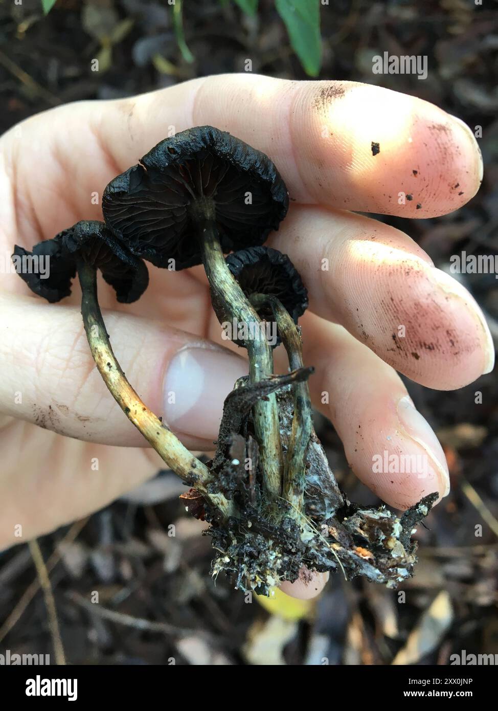 (Psilocybe allenii) Fungi Stock Photo - Alamy