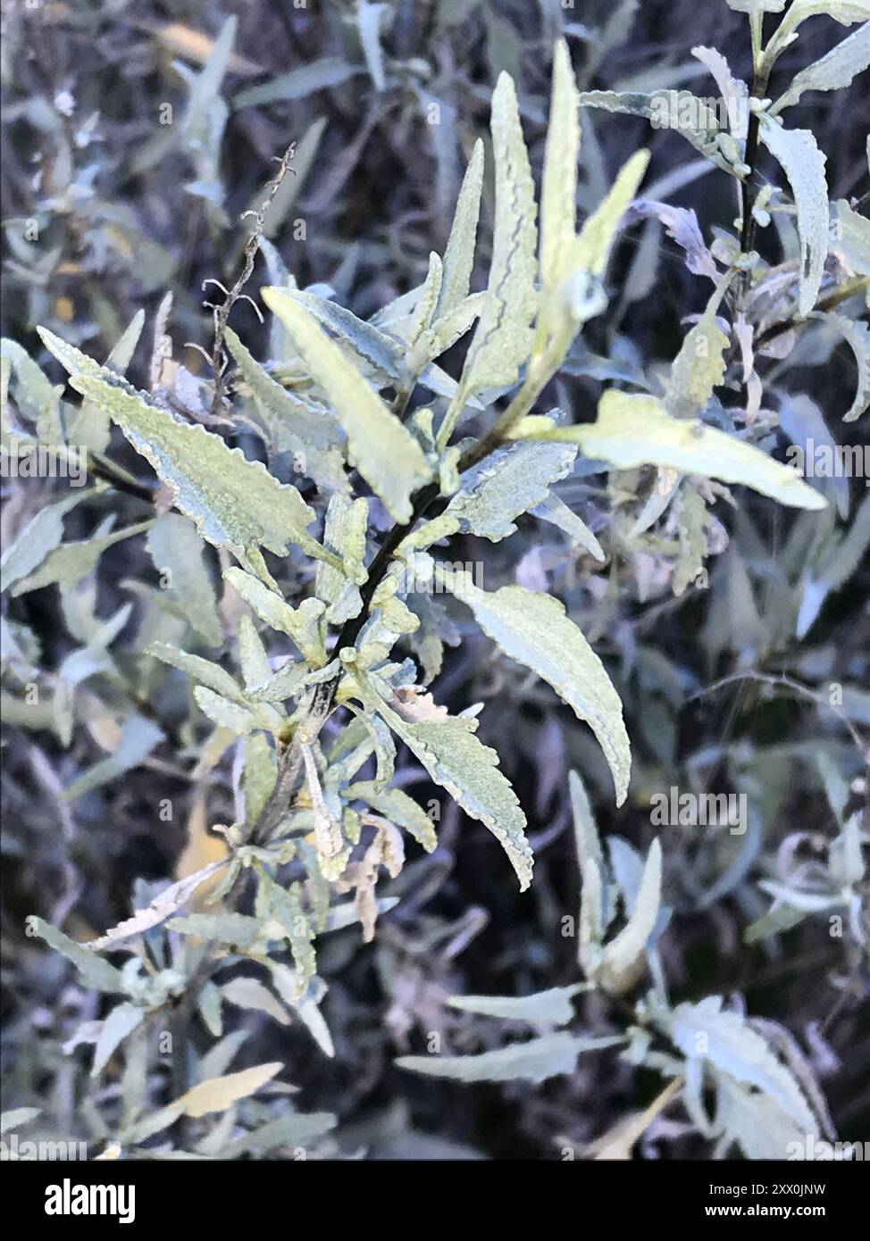 triangle-leaf bursage (Ambrosia deltoidea) Plantae Stock Photo - Alamy