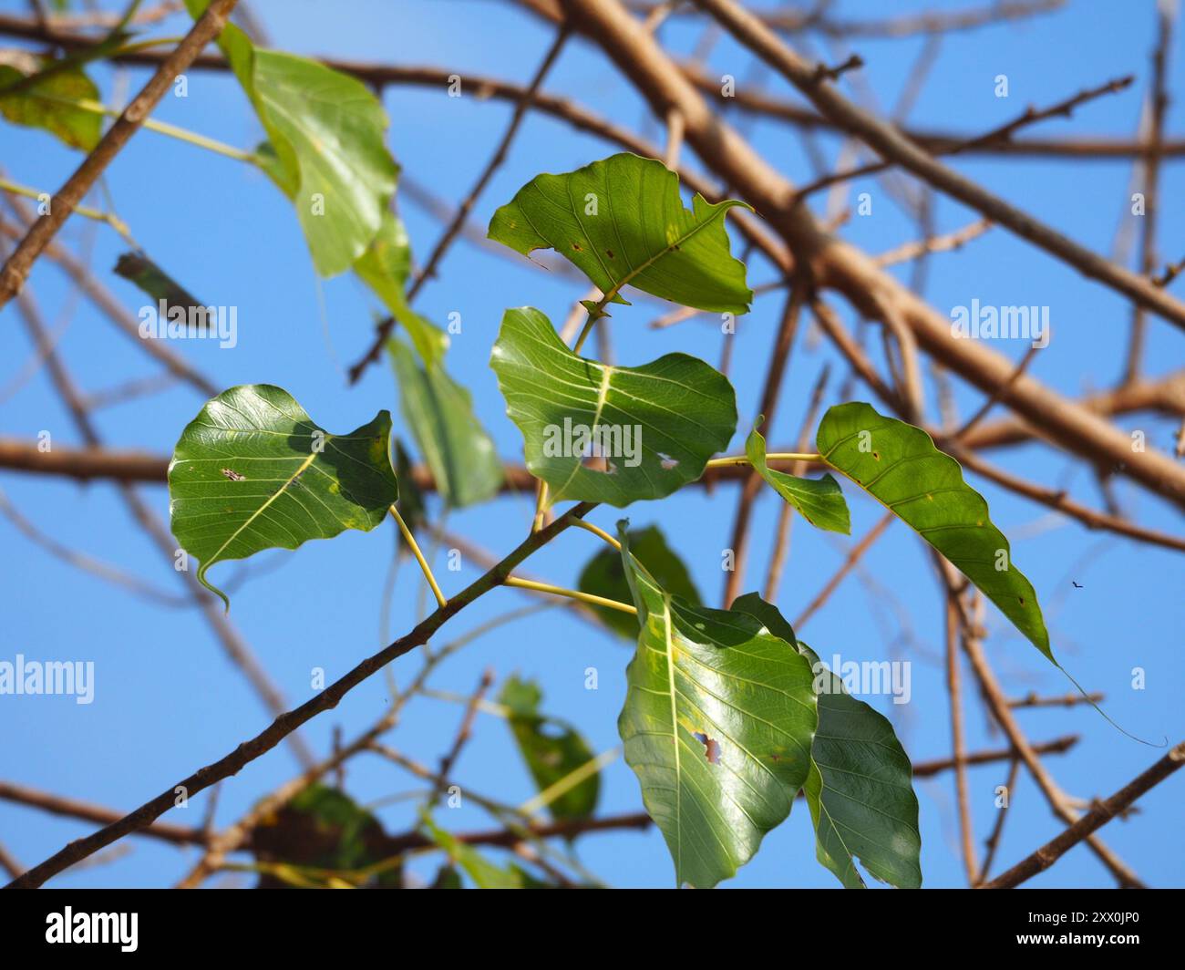 Sacred fig (Ficus religiosa) Plantae Stock Photo - Alamy