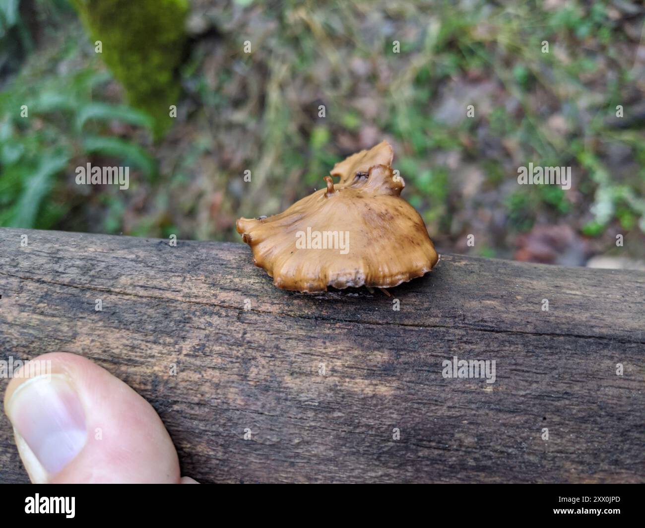 bracket fungi (Polyporaceae) Fungi Stock Photo - Alamy