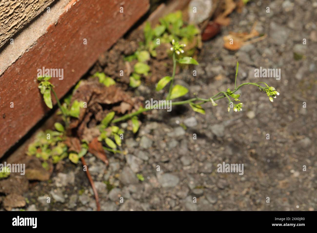 mouse-ear cress (Arabidopsis thaliana) Plantae Stock Photo - Alamy
