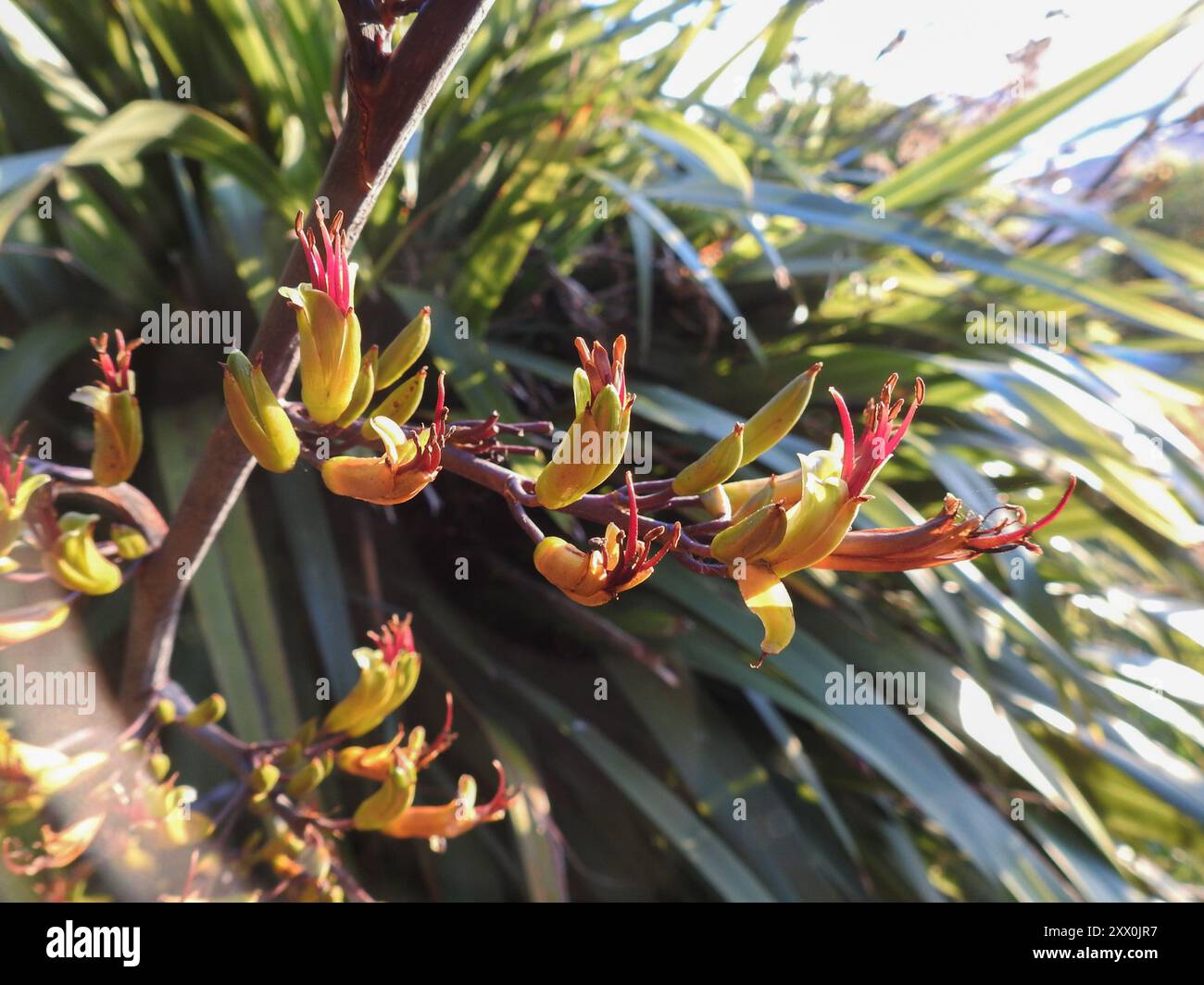 Mountain flax (Phormium cookianum) Plantae Stock Photo - Alamy