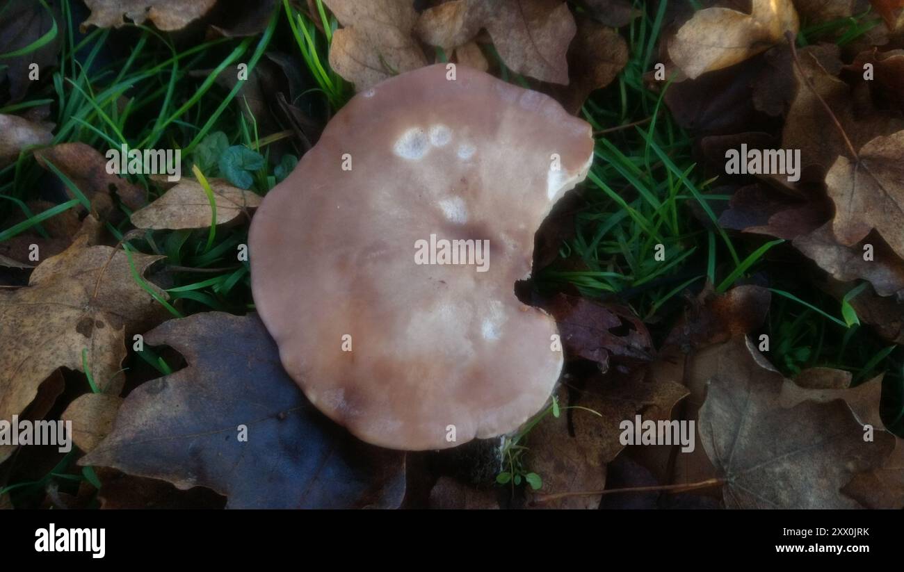 Field Blewit (Collybia personata) Fungi Stock Photo - Alamy