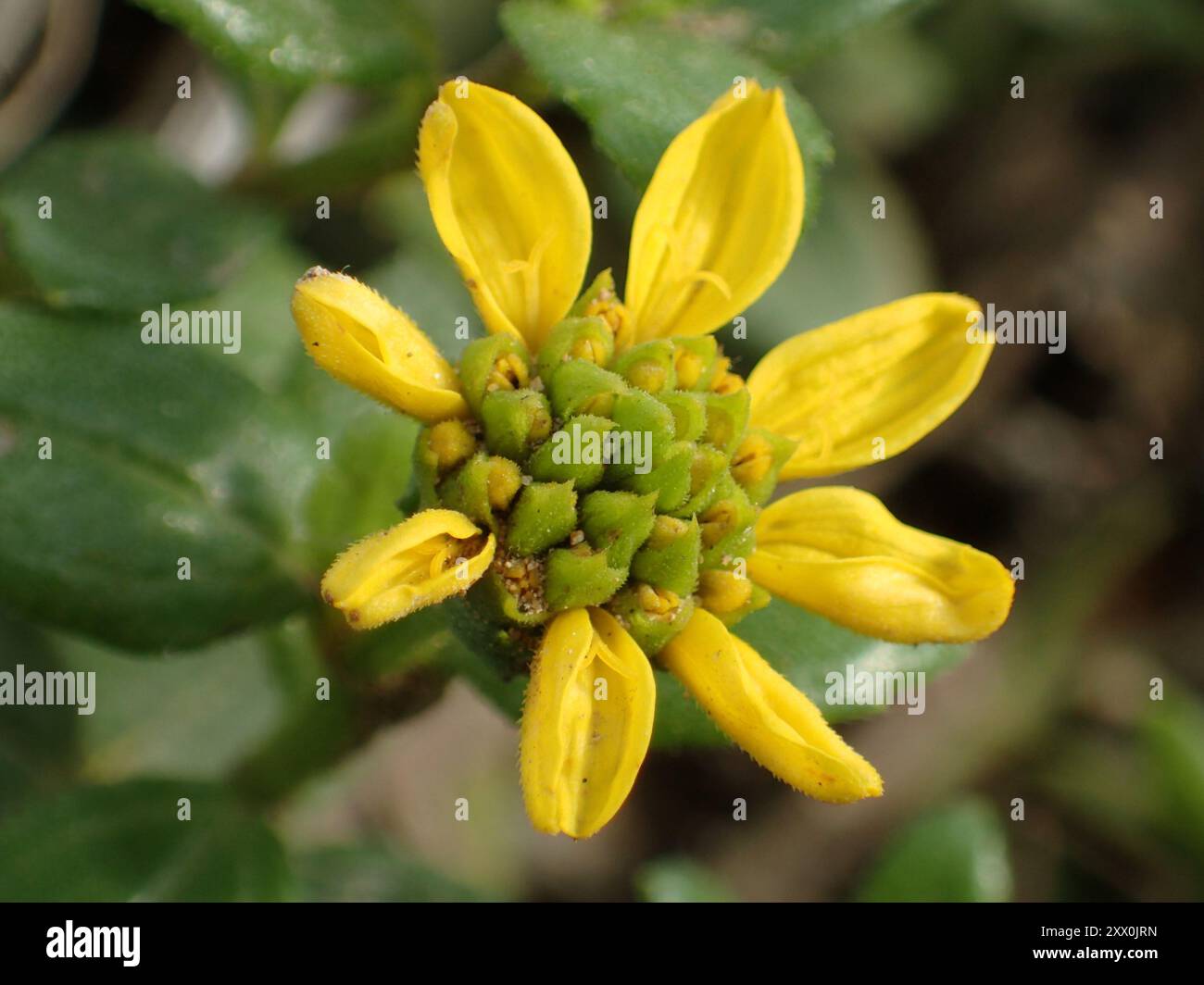 (Wedelia prostrata) Plantae Stock Photo - Alamy
