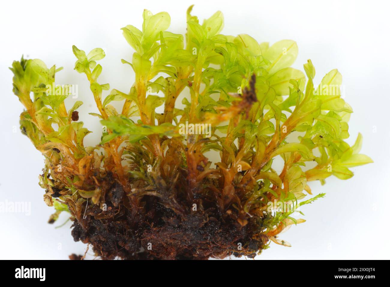 Water Screw-moss (Syntrichia latifolia) Plantae Stock Photo - Alamy
