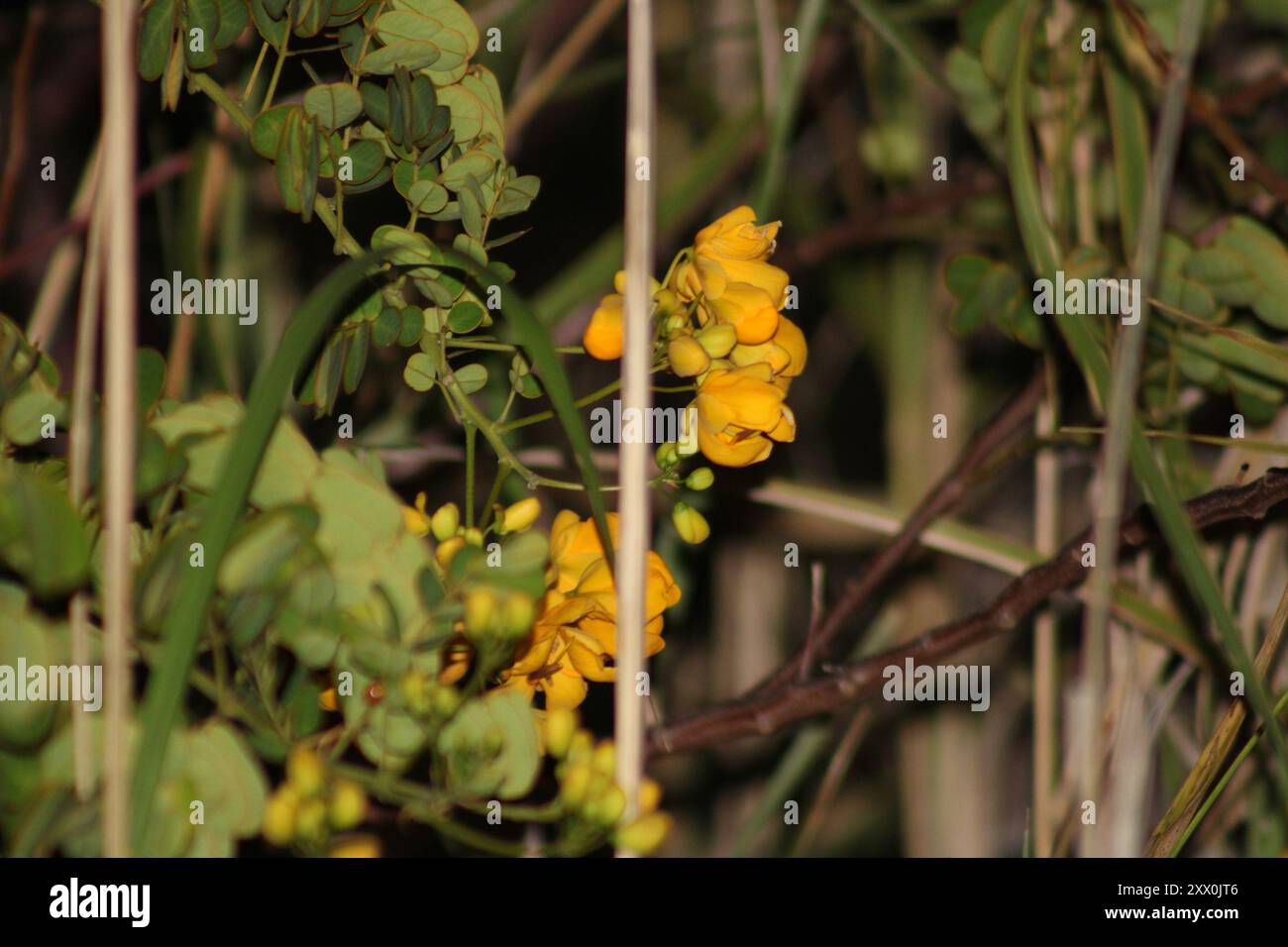 Easter Cassia (Senna pendula glabrata) Plantae Stock Photo - Alamy
