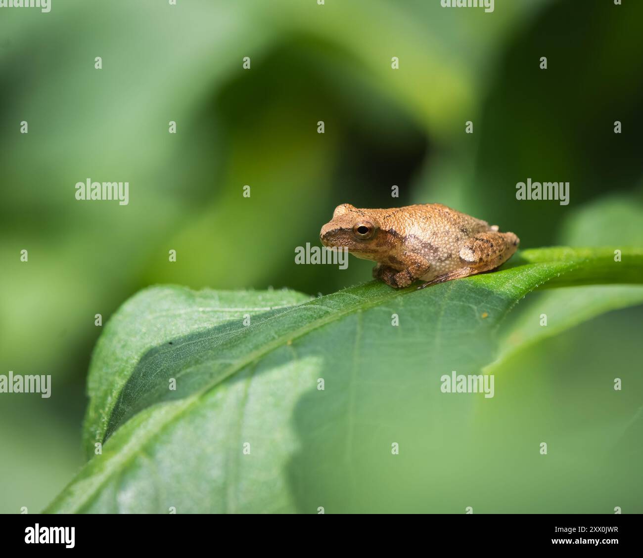 A close up side view of spring peeper frog in garden Stock Photo - Alamy