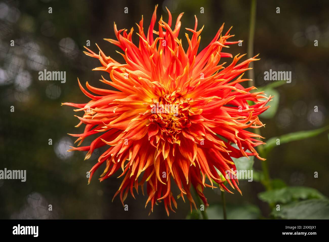 A 'Show N Tell' Dahlia flower with heavy orange hue Stock Photo - Alamy