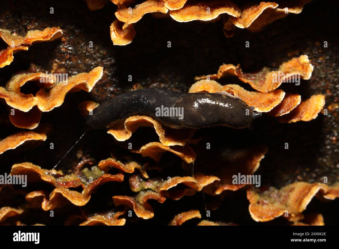 Cellar Slugs (Limacus) Mollusca Stock Photo - Alamy