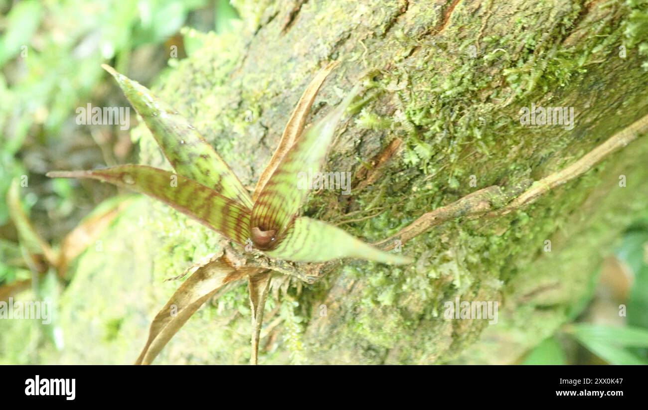 Tillandsioids (Tillandsioideae) Plantae Stock Photo - Alamy