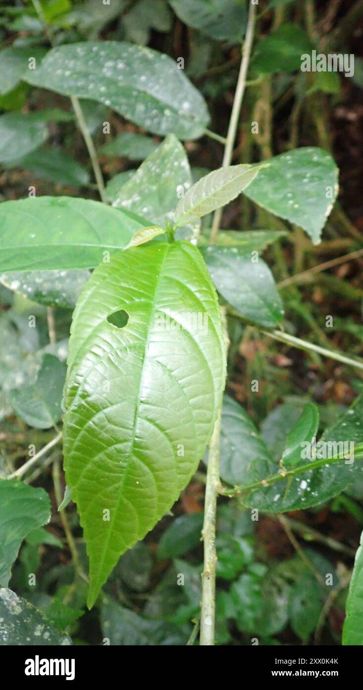plants (Plantae) Plantae Stock Photo - Alamy