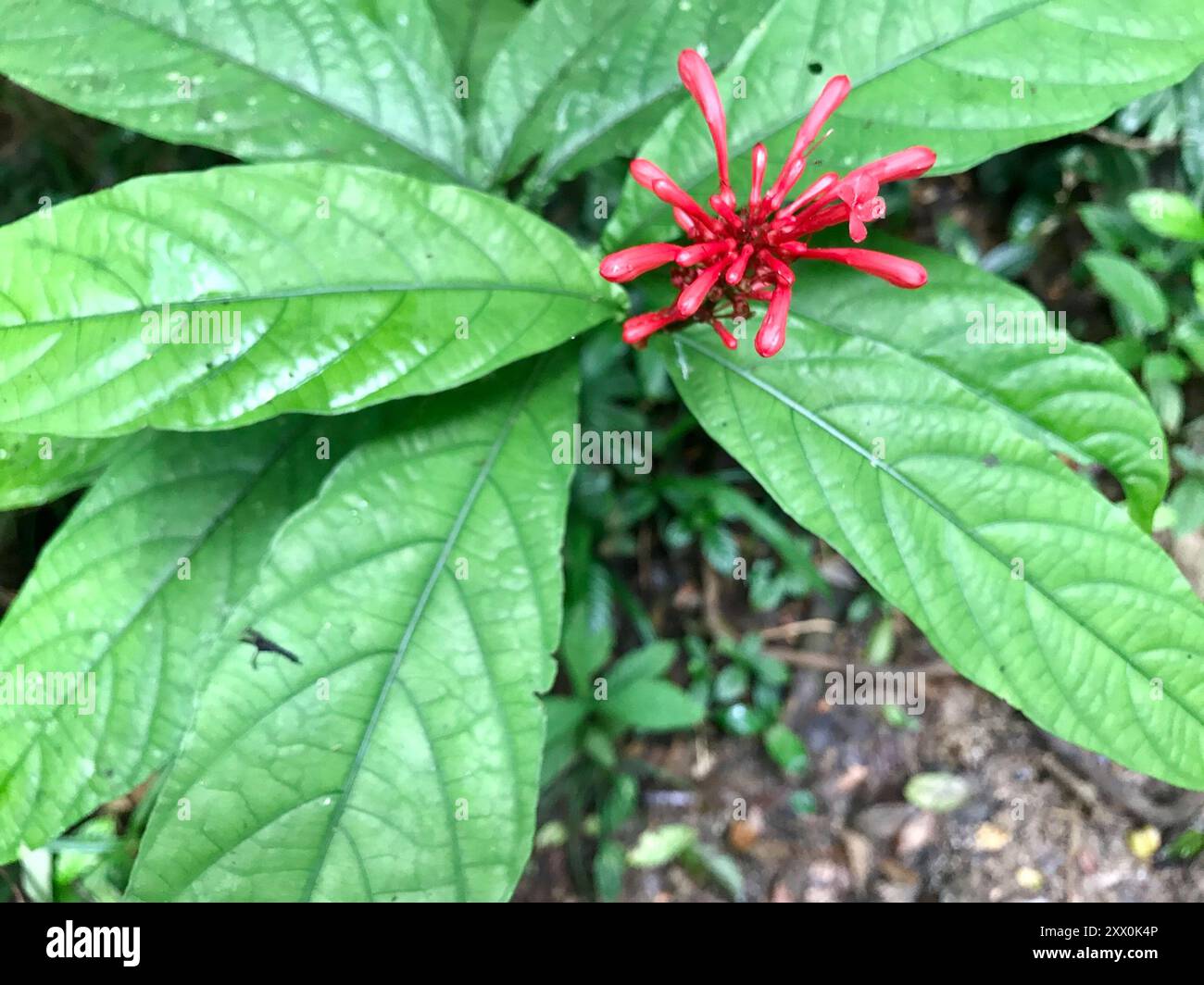 Firespike (Odontonema tubaeforme) Plantae Stock Photo - Alamy