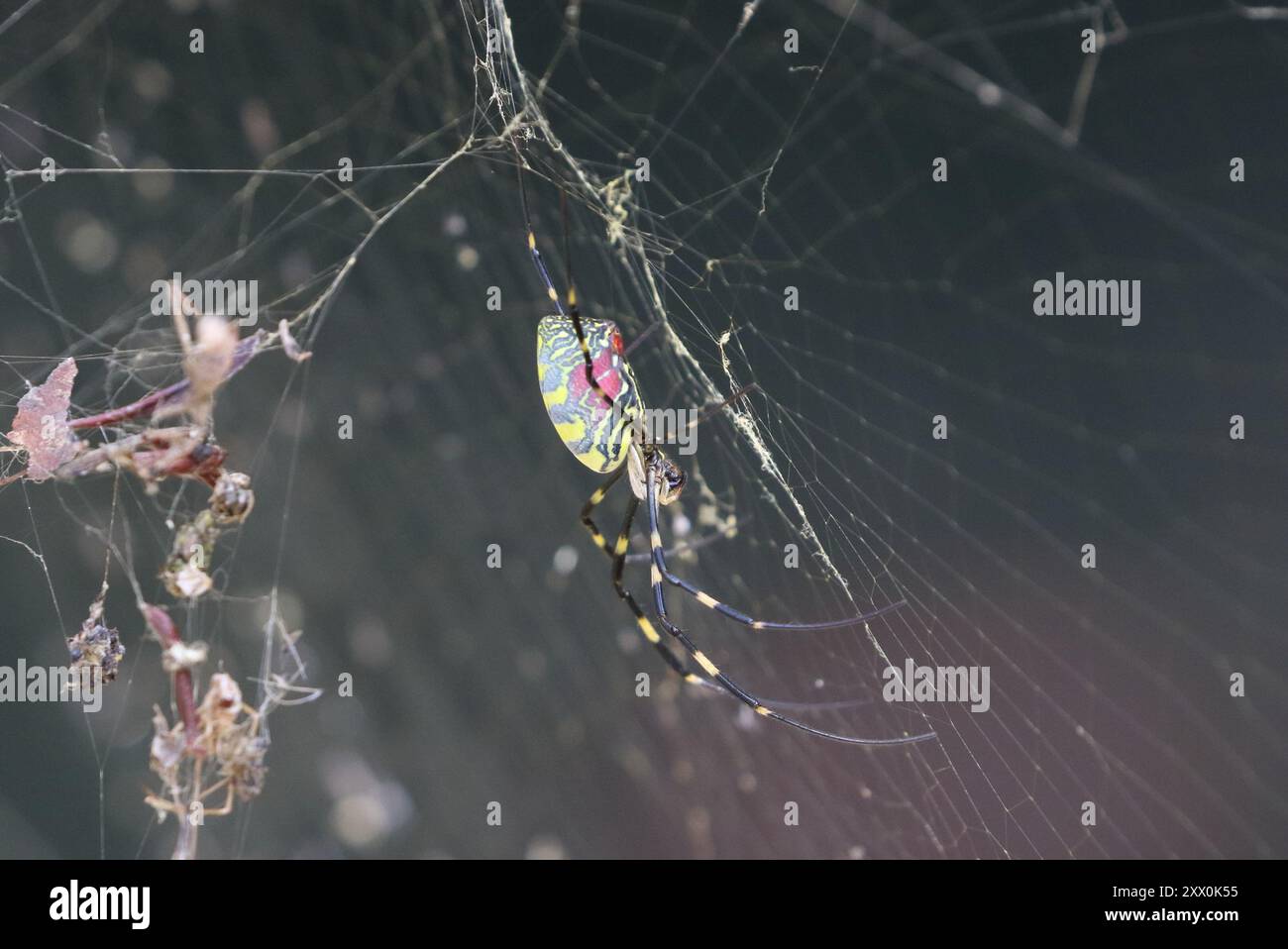 Joro Spider (Trichonephila clavata) Arachnida Stock Photo - Alamy