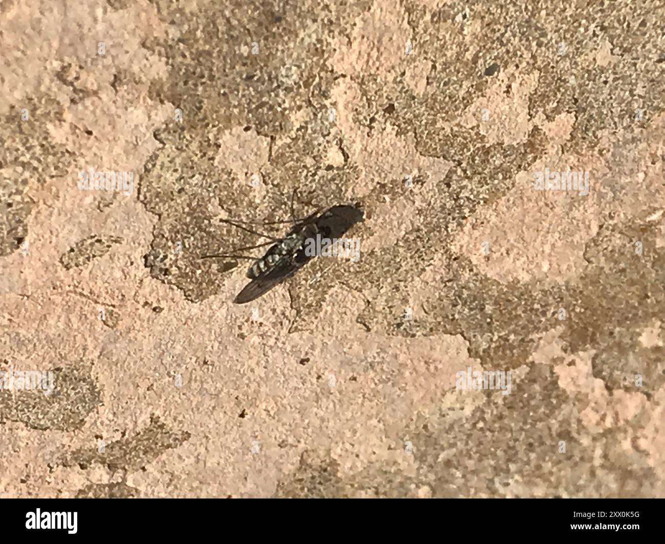 Stiletto Flies (Therevidae) Insecta Stock Photo - Alamy