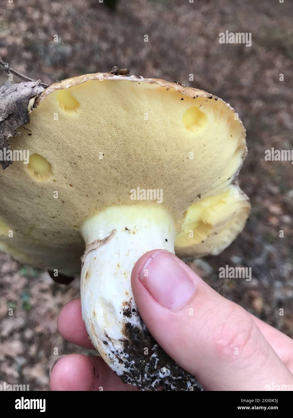 Slippery Jacks (Suillus) Fungi Stock Photo - Alamy
