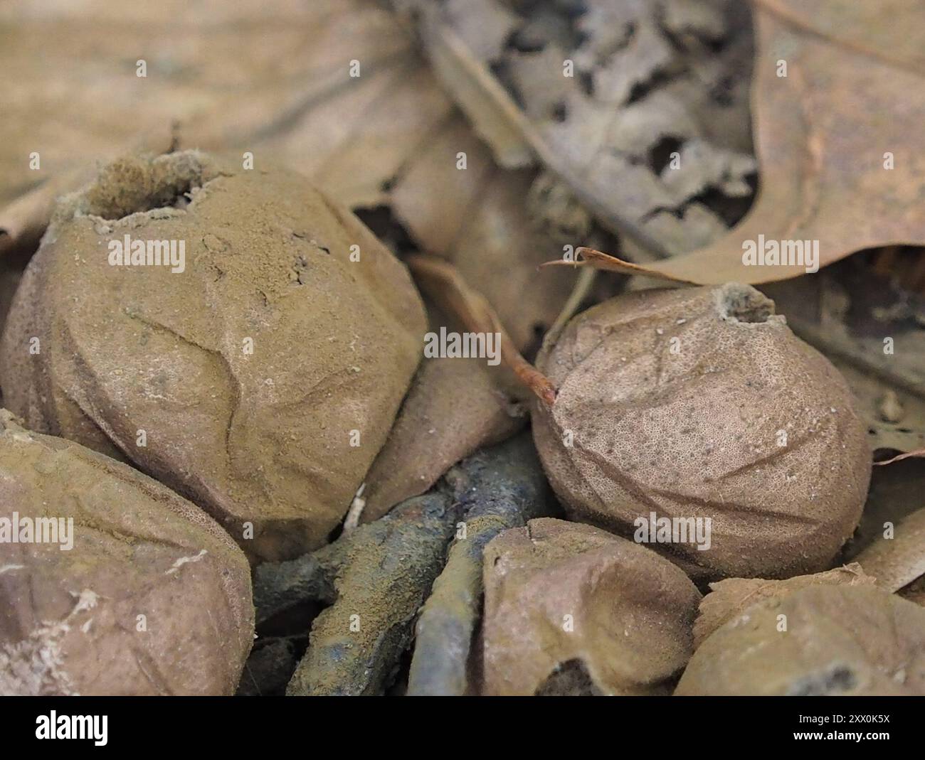 puffballs (Lycoperdaceae) Fungi Stock Photo - Alamy