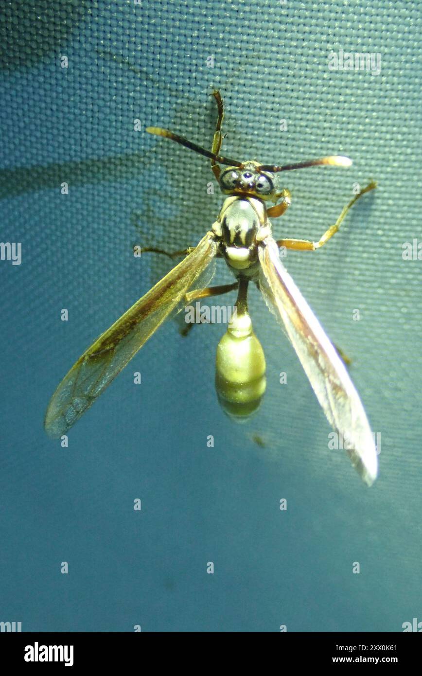 Central American Paper Wasp (Apoica pallens) Insecta Stock Photo - Alamy Central American Paper Wasp (Apoica pallens) Insecta Stock Photo - Alamy