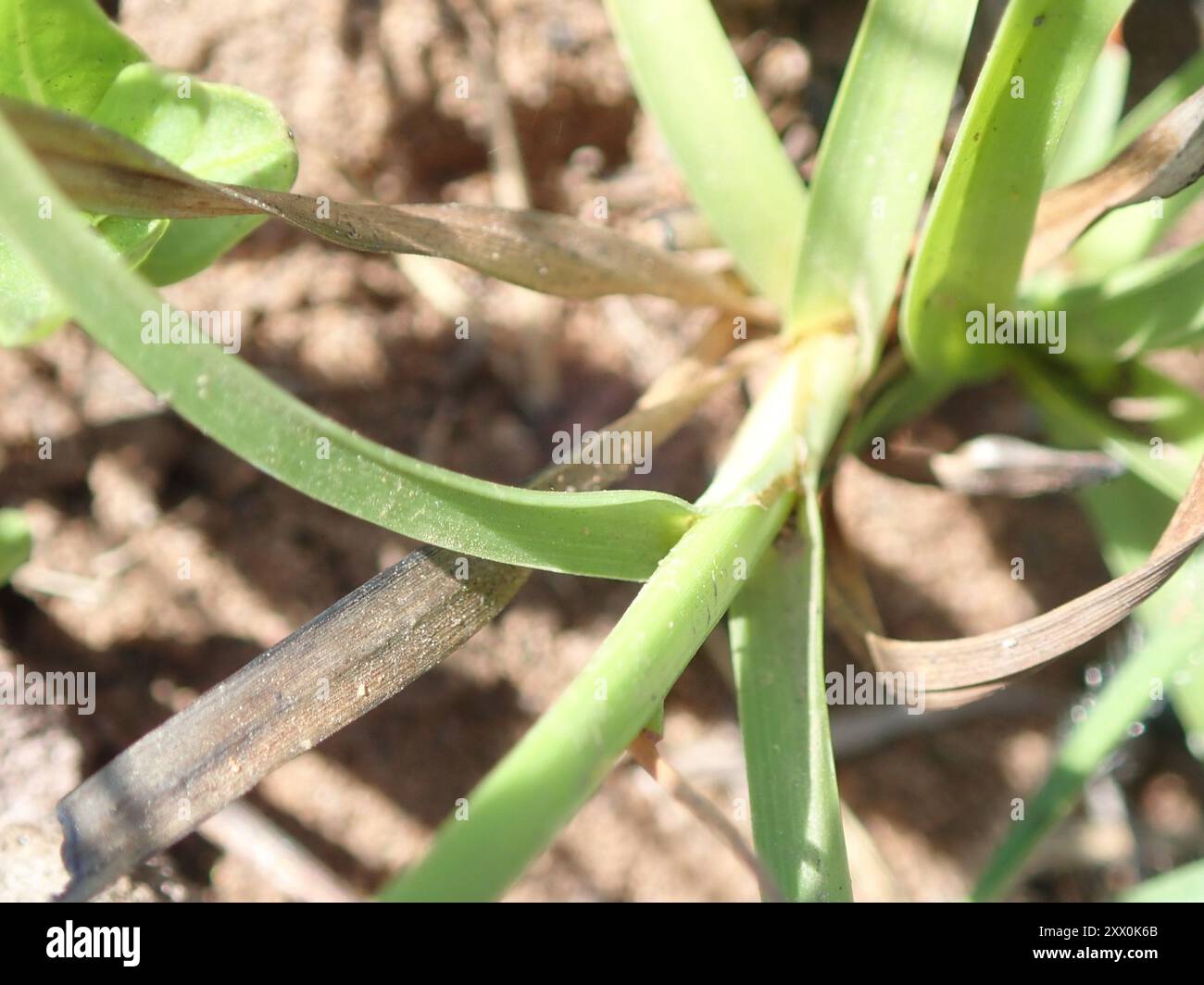 White Bluntflower Sedge (Cyperus niveus leucocephalus) Plantae Stock ...