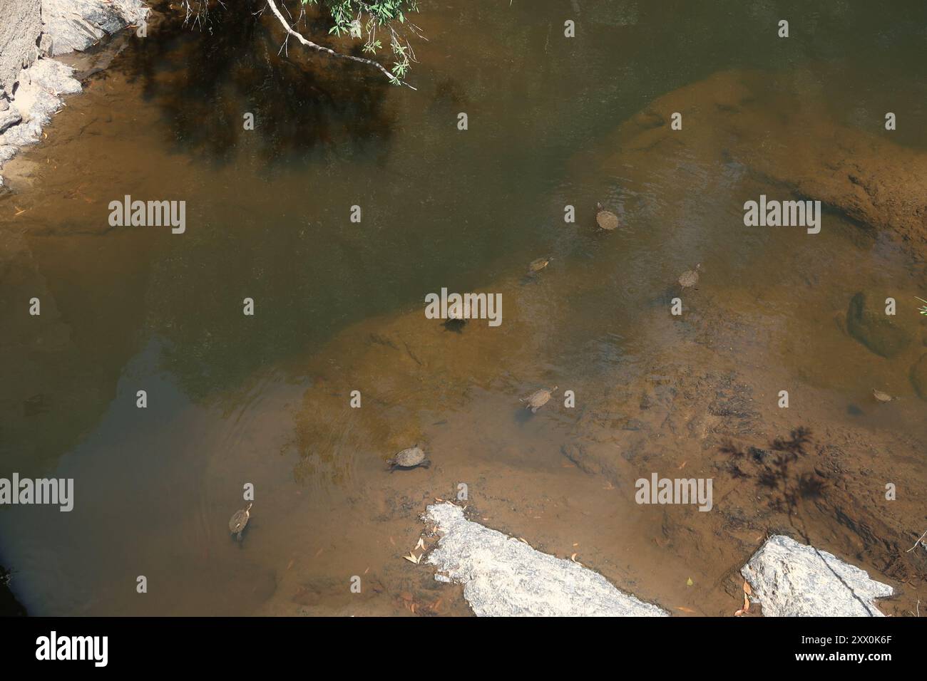 Myuchelys latisternum hi-res stock photography and images - Alamy