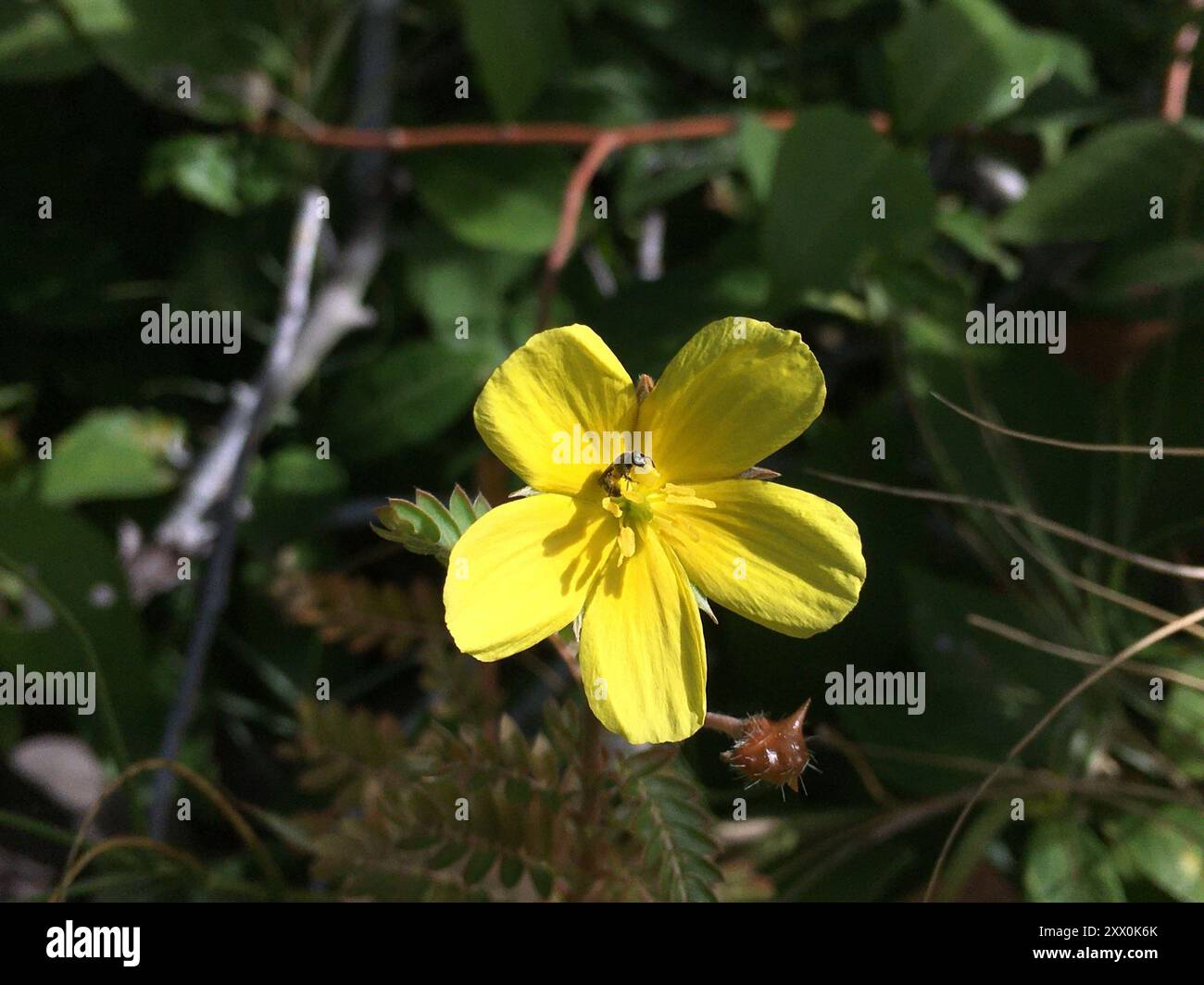 Jamaican feverplant (Tribulus cistoides) Plantae Stock Photo - Alamy