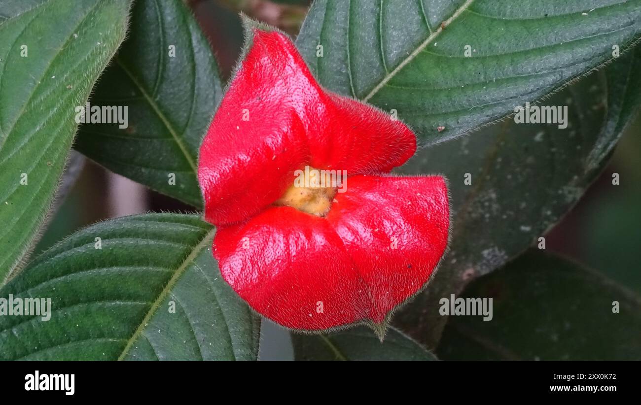 sore-mouth bush (Palicourea tomentosa) Plantae Stock Photo - Alamy