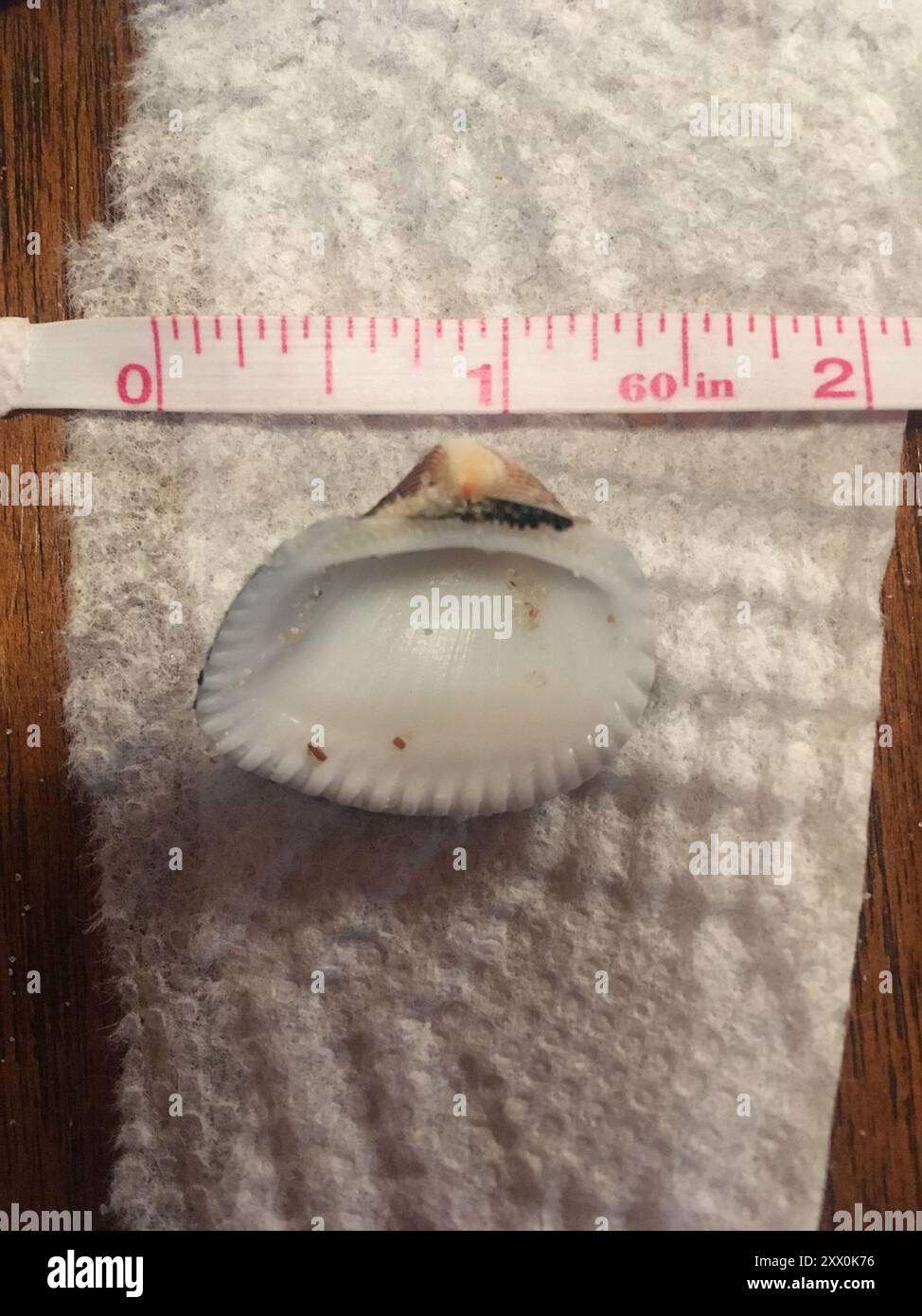 Ponderous Ark (Noetia ponderosa) Mollusca Stock Photo - Alamy