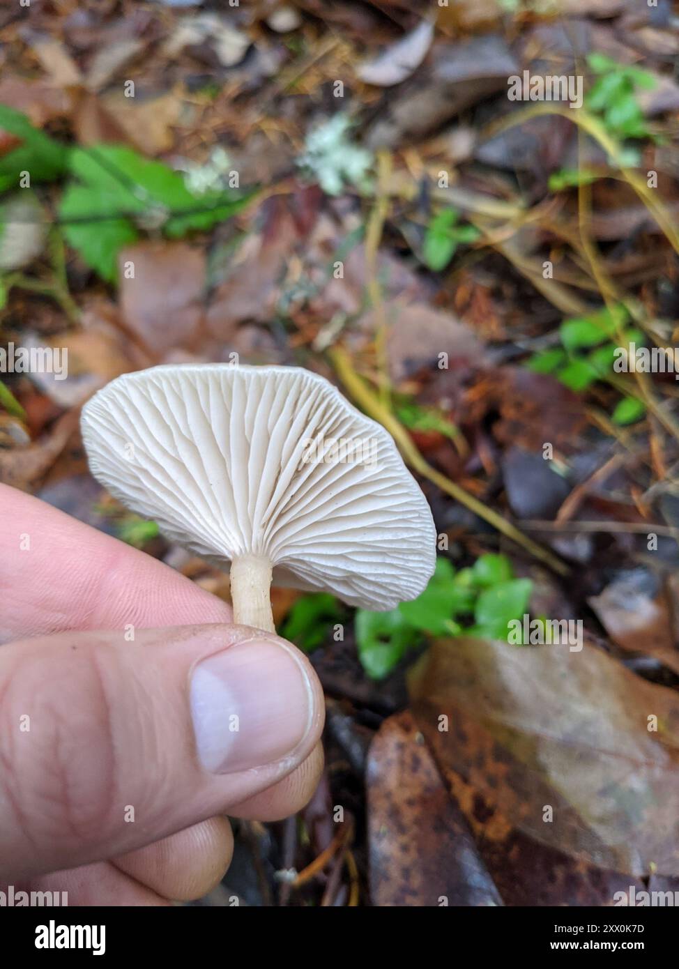 Funnels (Clitocybe) Fungi Stock Photo - Alamy