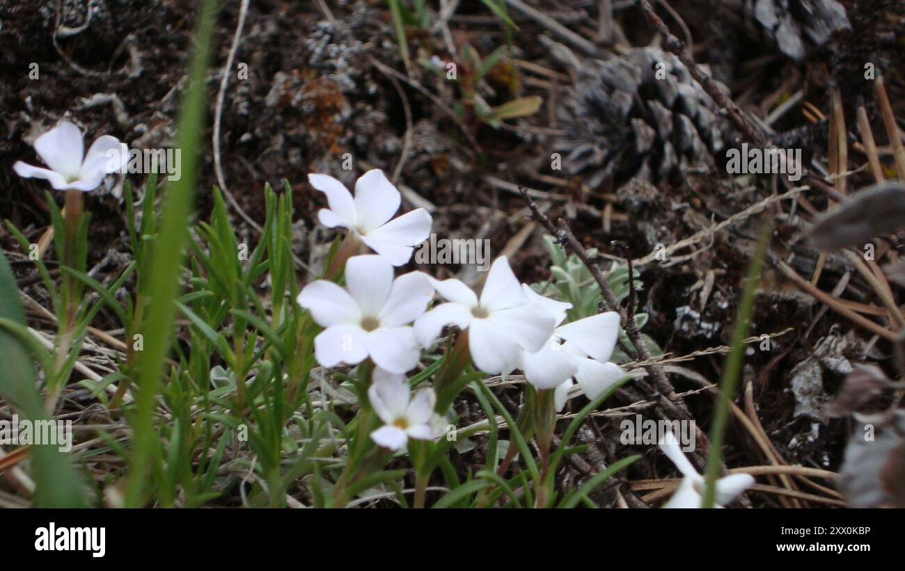 flowery phlox (Phlox multiflora) Plantae Stock Photo - Alamy