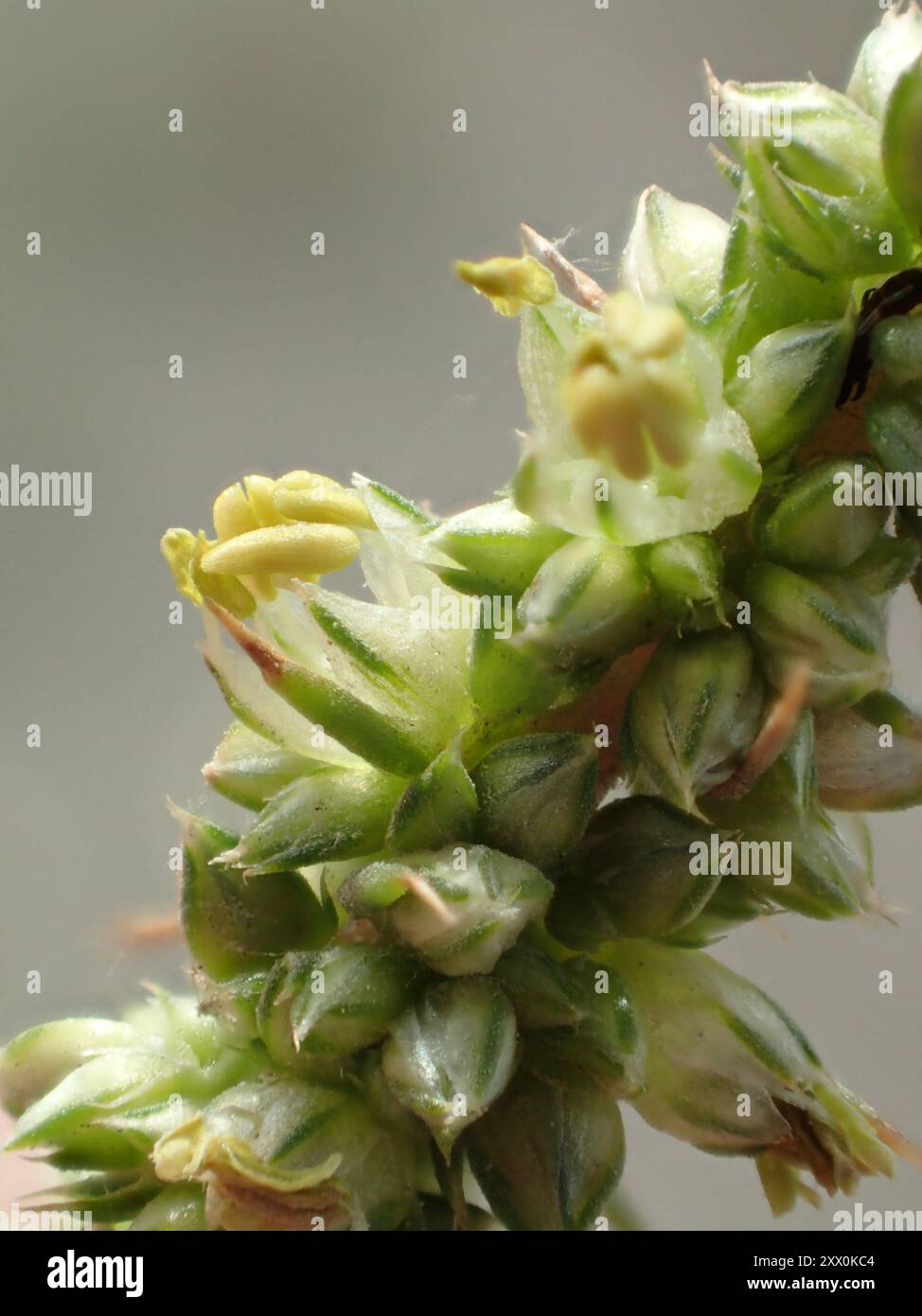 spiny amaranth (Amaranthus spinosus) Plantae Stock Photo - Alamy