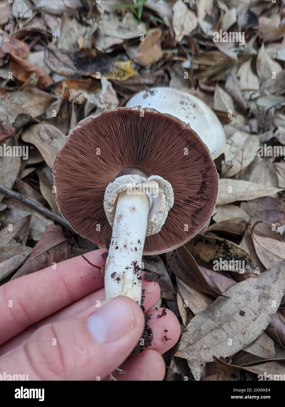 Yellow Stainer (Agaricus xanthodermus) Fungi Stock Photo - Alamy