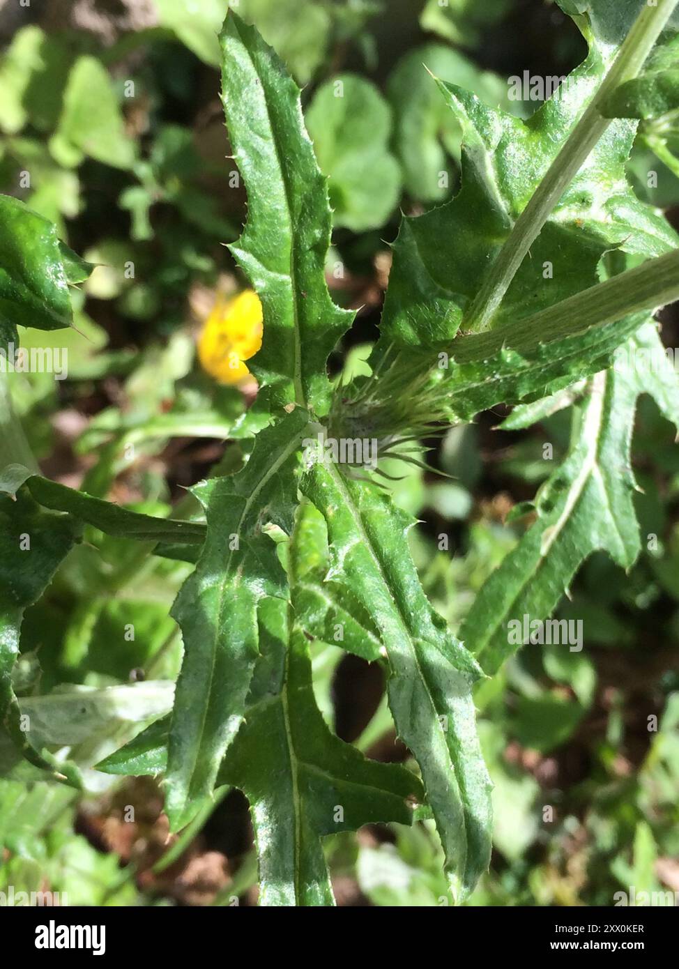 Boar Thistle (Galactites tomentosus) Plantae Stock Photo - Alamy