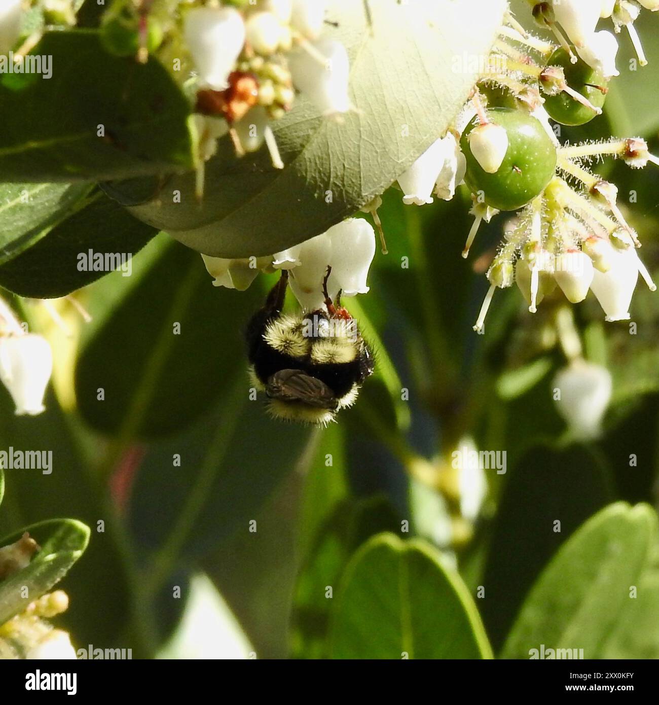 Black-tailed Bumble Bee (Bombus melanopygus) Insecta Stock Photo - Alamy