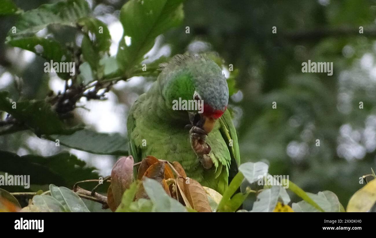 Red-lored Parrot (Amazona autumnalis) Aves Stock Photo - Alamy