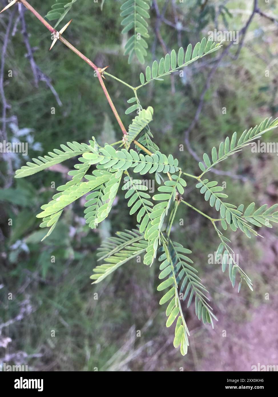 velvet mesquite (Neltuma velutina) Plantae Stock Photo - Alamy
