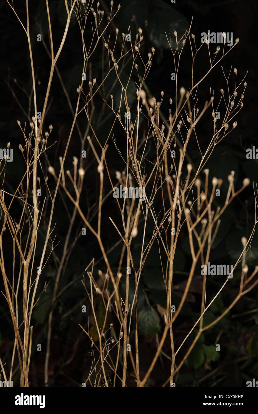 nipplewort (Lapsana communis) Plantae Stock Photo - Alamy
