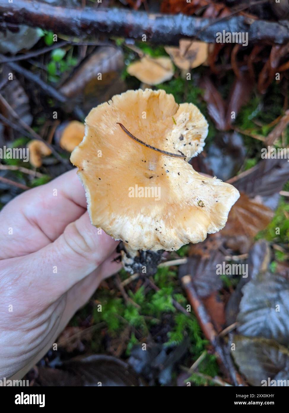 depressed hedgehog (Hydnum umbilicatum) Fungi Stock Photo - Alamy