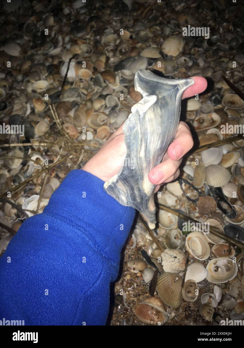 Knobbed Whelk (Busycon carica) Mollusca Stock Photo - Alamy