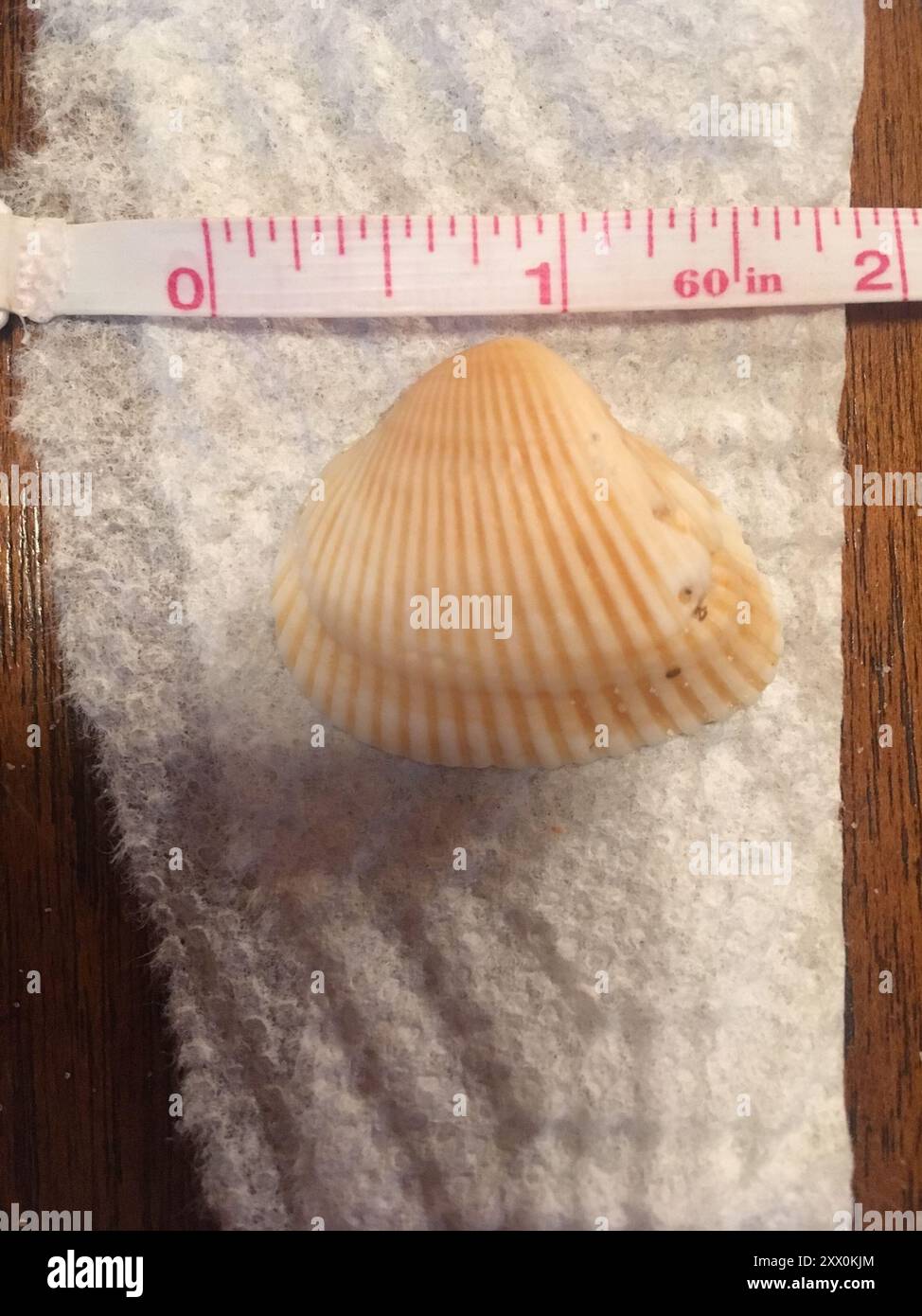 Ponderous Ark (Noetia ponderosa) Mollusca Stock Photo - Alamy