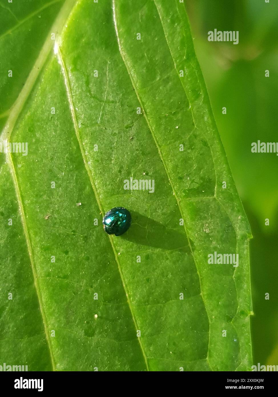 Steelblue Lady Beetle (Halmus chalybeus) Insecta Stock Photo - Alamy
