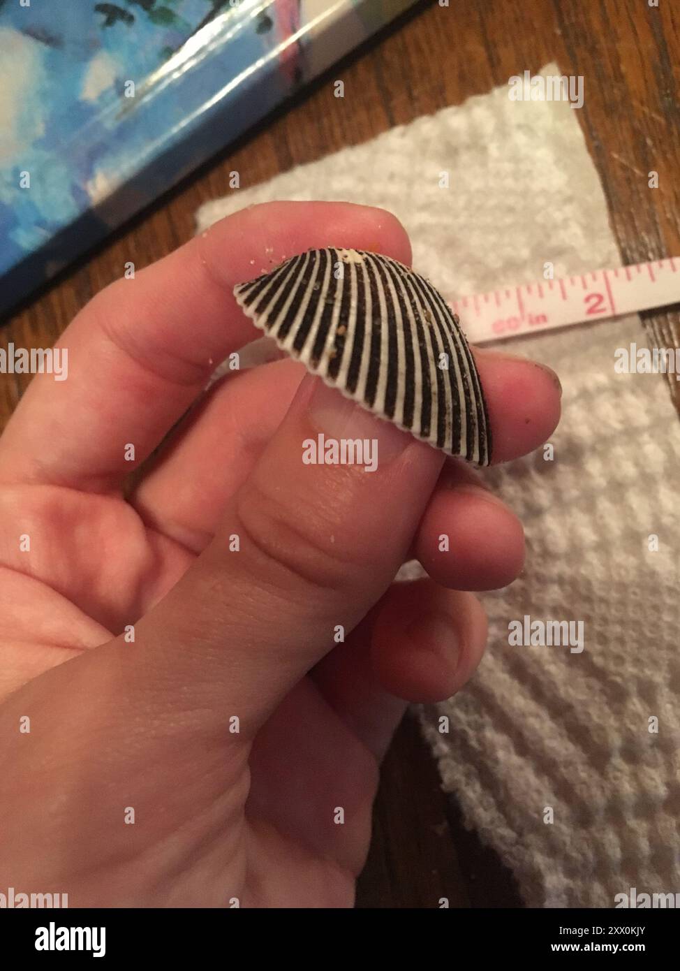 Ponderous Ark (Noetia ponderosa) Mollusca Stock Photo - Alamy